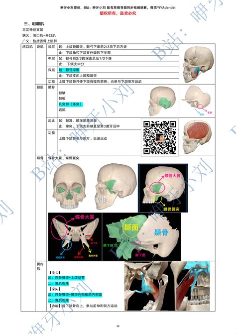 口腔执业含助理医师资格考试整理笔记版口腔解剖生理学口面部颈部肌 哔哩哔哩