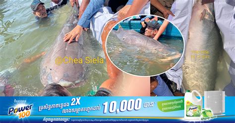 ស្តេចត្រីរាជញី ទម្ងន់១៦៣គីឡូក្រាម ឈ្មោះ នារីរ័ត្នត្បូងឃ្មុំ ចាប់បាននៅគល់ស្ពានគីហ្សូណា