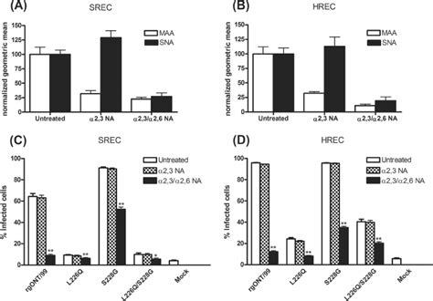 Lectin Staining And H4n6 Influenza Virus Infectivity After Na Depletion Download Scientific
