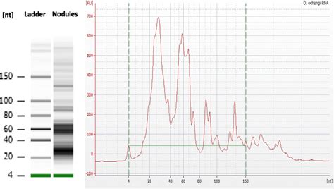 Small Rna Profile Of Nodules From Cattle Infected With O Ochengi Gel Download Scientific