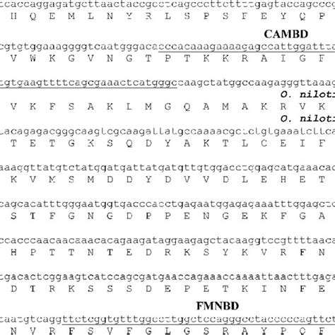 Neuronal Nos Nos1 Gene Expression In The Preoptic Region And Download Scientific Diagram