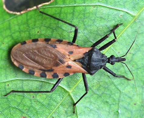 What Are Kissing Bugs