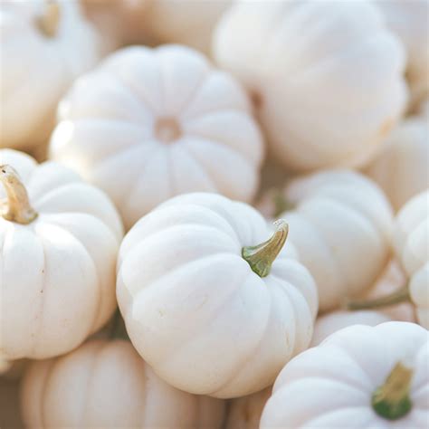 White Pumpkins White Pumpkin Patch Fresh Arrangement In New Castle In