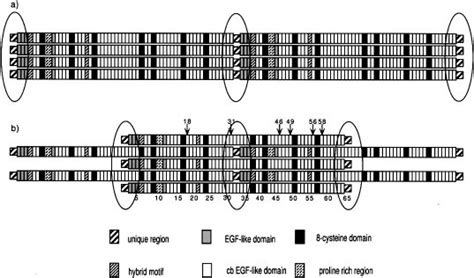 Alternative Models Of Fibrillin Assembly The Domain Structure Of The Download Scientific