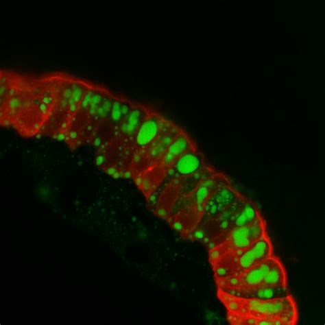 Microbial Regulation Of Host Nutrient Metabolism And Immunity Rawls Lab