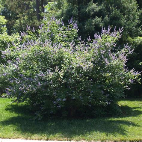What Is Vitex Chaste Tree Used For Hgcgxu