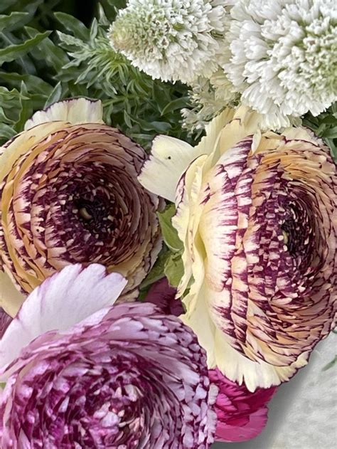 Ranunculas Pastel Yellowpeach — Heathfield Flowers