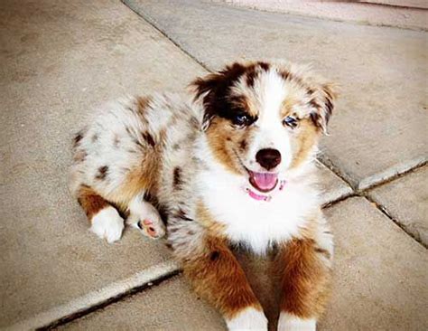 Australian Shepherd Golden Retriever Puppies For Sale Adopt A Turtle
