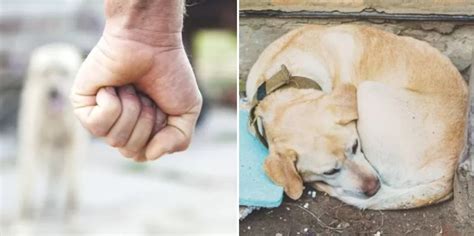 ‘바닥에 던지고 목 조르고 유기견·유기묘 11마리 입양 후 잔인하게 살해한 20대 인사이트