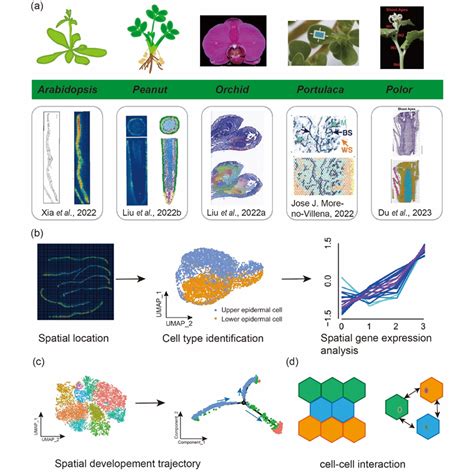 Tpj前沿综述 空间转录组学推进植物研究进入新时代 华大时空
