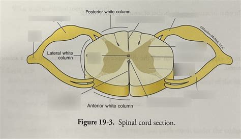 Spinal Nerve Anatomy Diagram Icanvas