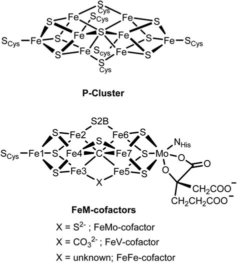 P Cluster Nitrogenase At Lilian Dixson Blog