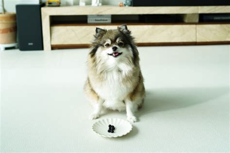 강아지 블루베리 먹어도 되나요 효능 및 급여시 주의사항 네이버 블로그