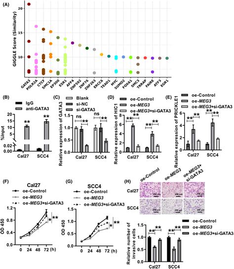 The Anticancer Function Of Meg3 In Oscc Was Dependent On The Download Scientific Diagram