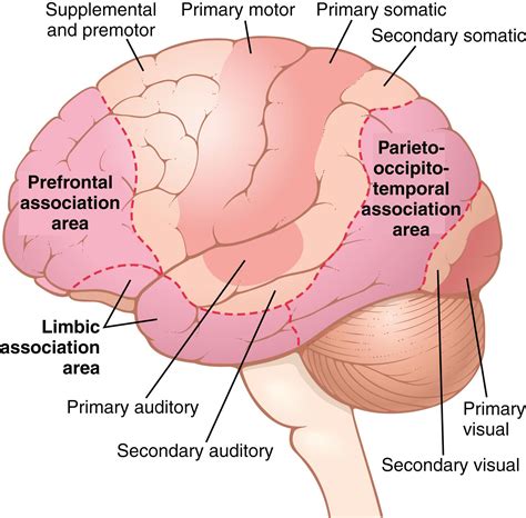 Cerebral Cortex Intellectual Functions Of The Brain Learning And Memory Clinical Tree