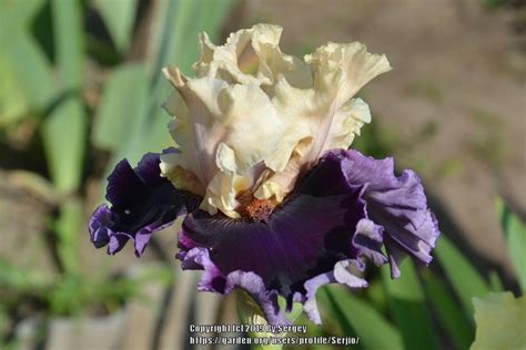 Tall Bearded Iris Iris Astrobubbles In The Irises Database