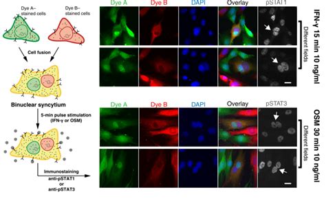 Science Signaling Why Do Cells Vary In Their Signaling Responses Using A Binucleated Cell