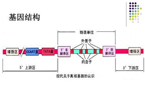 真核细胞和原核细胞基因的结构和功能 哔哩哔哩