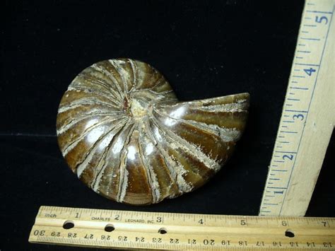 Whole Polished Fossilized Nautilus 090222e The Stones And Bones