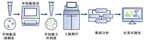 单细胞转录测序（scrna Seq）