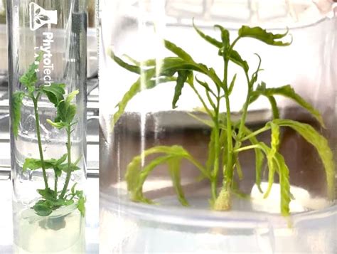 Cynthia Cramer On Linkedin Phytotech Labs Is Introducing A New Product For Cannabis Tissue