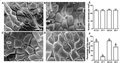Sem Analysis Of The Differences Of The Leaf Epidermis Between The St Download Scientific