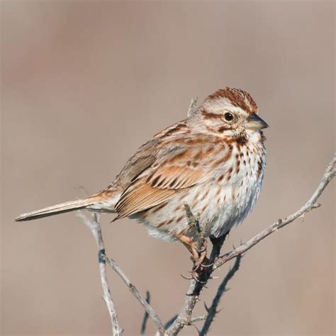 Song Sparrow Female Savannah Sparrow American Bird Conservancy