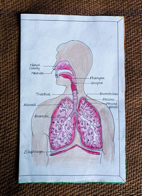 Respiratory System Drawing In 2023 Respiratory System Projects Respiratory System Body