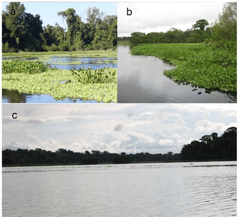 Micro Habitat A Floating Macrophytes B Shore Macrophytes C And