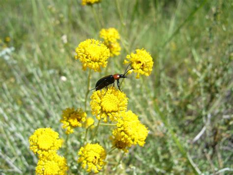 Toro De Sol Project Noah
