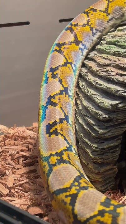 Beautiful Iridescence On Super Dwarf Reticulated Python Shorts Youtube