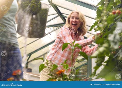 Mature Same Sex Female Couple Working In Greenhouse Watering Plants Together Stock Photo Image