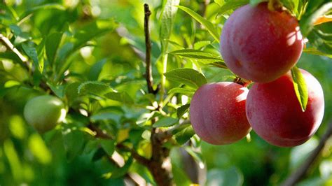 Fruit Trees Home Gardening Apple Cherry Pear Plum Tree With Many Different Fruits