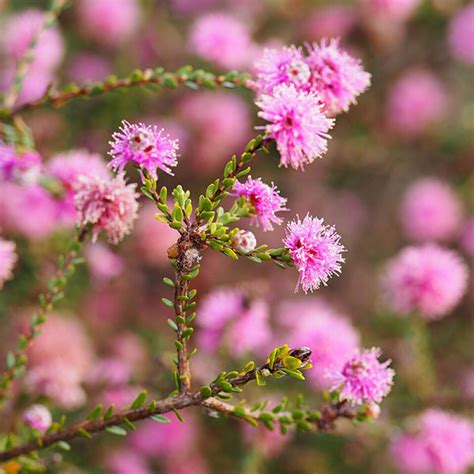 Buy Melaleuca Seeds Australian Seed Store Australian Seed