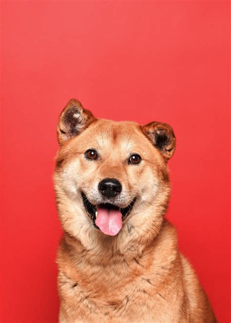 강아지증명사진 재방문한 강동구사진관 바움사진관 네이버 블로그