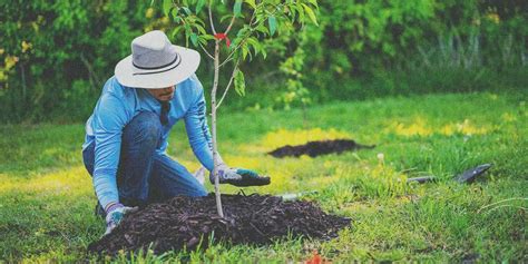 Impressive Tree Planting Organizations Exceeding Expectations