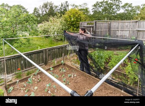 Woman Building Netting Cage Over Raised Beds Before Planting Cabbages
