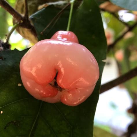 Syzygium Samarangense Wax Apple Java Apple Green Cover Initiative