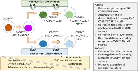 Model Of Peripheral Blood Nk Cell Differentiation In Healthy