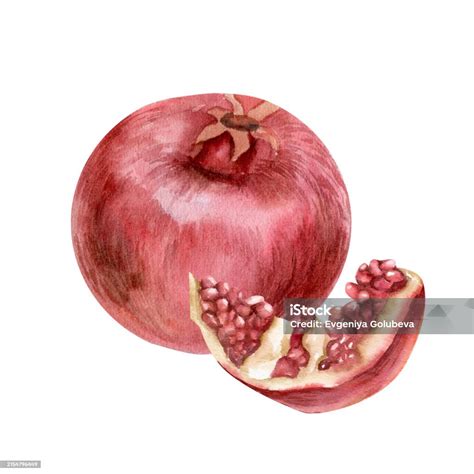 빨간 신선한 석류는 씨앗 수채화 그림에 반 조각으로 익었습니다 손으로 그린 이국적인 과일 클립 아트 주스 포장 라벨 로고 소스