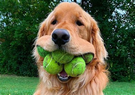 Récord El Perro Que Logró Meterse 6 Pelotas En La Boca