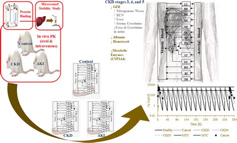 IVIVEPBPK Modeling For DMPK And Biopharmaceutics Analysis Part I Biopharmaceutics Drug