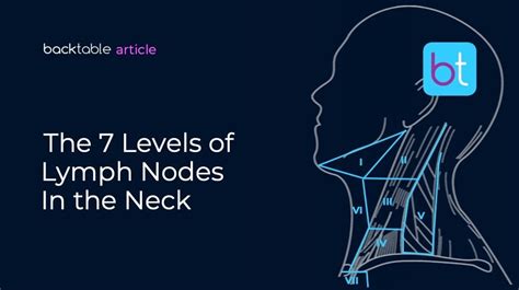 7 Levels Of Lymph Nodes In The Neck