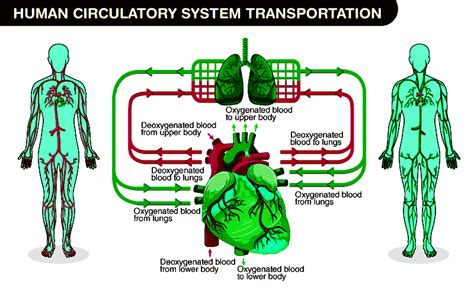 human circulatory system detailed explanation with diagrams and functions