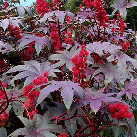 Ricinus Communis Red Giant Seeds 8 Seeds Castor Oil Plant Plant