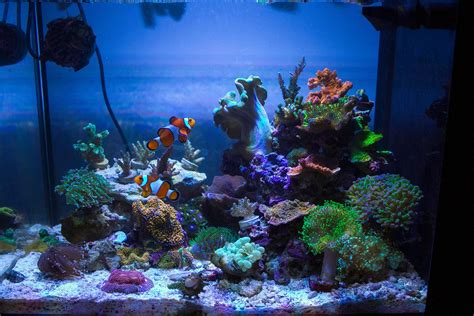 Fts Not Everything Is Open But Is Still Looking Good Rreeftank