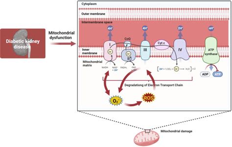 Mitochondrial Dysfunction In Diabetic Tubulopathy Metabolism