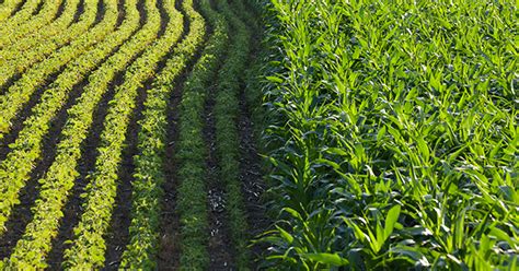 Top Producers Know Crop Rotation And Intercropping Dtn