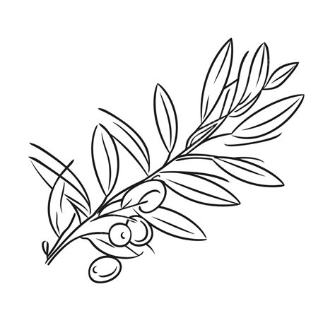 Olive Branch Doodle Coloring Sheet Outline Sketch Drawing Vector Olive