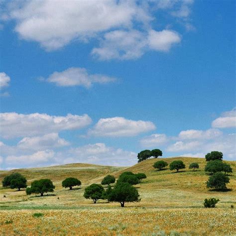 ჯეო ვაშლოვანი მიჯნისყურე ჯეო მეგზური 26 27